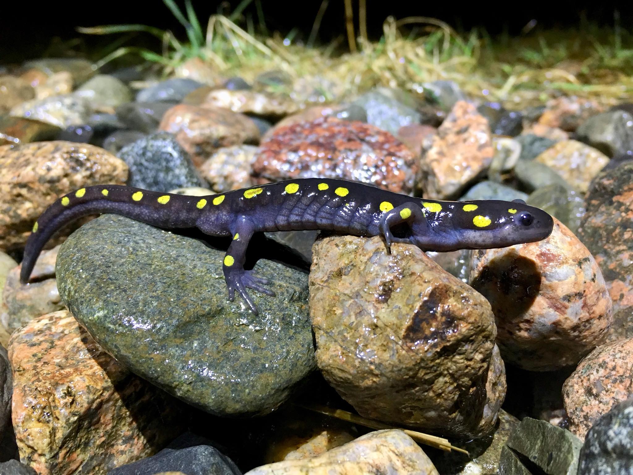 Spotted salamander | FWS.gov